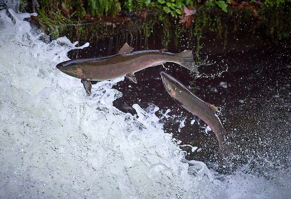 About Us - Oregon Water Partnership